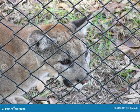 Endangered Florida Panther Stock Image Image Of Captivity 49109419