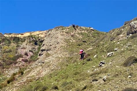 East Coast Gorse Gorse And Scrub Management In Wairarapa