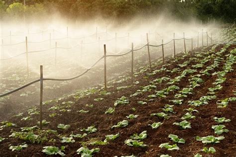 How To Rotate Crops In A Small Garden Bed Effectively