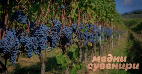 Гроздобер и ритуални традиции Медни Сувенири