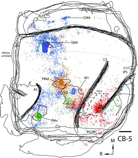 Figure S1 Related To Figure 2 Reconstruction Of The Ipsilateral
