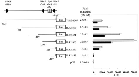 Deletion Analysis Of The Mouse Tlr2 Promoter The Indicated Promoter