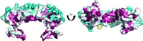 Iucr Crystal Structure Of Recr A Member Of The Recfor Dna Repair