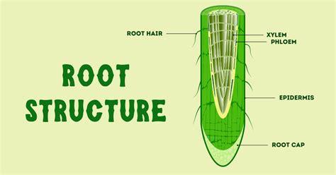 Exploring Plant Roots The Essential Function Of Mycorrhizae Star