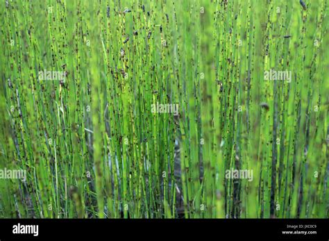 Fresh Green Grass Background Slim Long Round Stems Of Green Grass