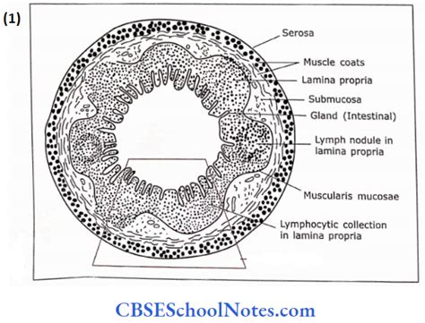 Alimentary Canal Anatomy Structure And Functions Notes CBSE School Notes