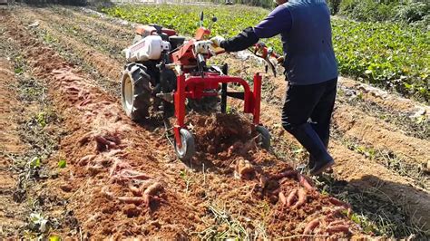 대신종합농기계 고구마수확기경운기용ds 650 Daeshinagriculturemachinary Youtube