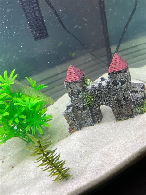 Help Green Algae Dots Spotted After Doing A Cycle First Time Owning A Tank R Aquariums