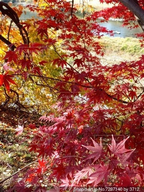 ピンクの花が咲く木の写真・画像素材 7287140 Snapmart（スナップマート）
