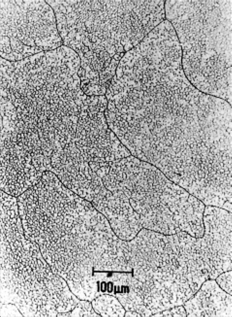Equiaxed Grain Structure Of A Magnesium Sacrificial Anode After Heat