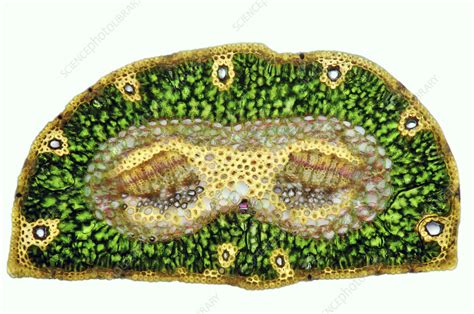 Pine Needle Light Micrograph Stock Image C029 2994 Science Photo