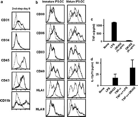 Cell Surface Molecules And Cytokine Production Of Differentiated Cells