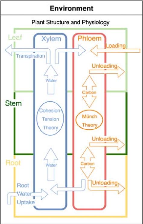 Plant Structure Xylem And Phloem