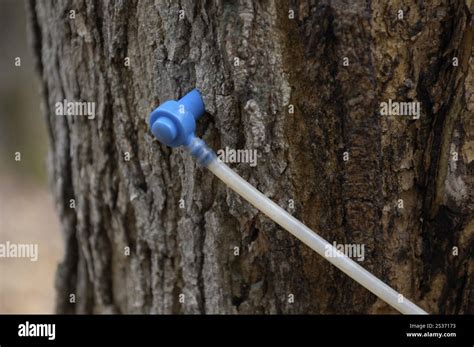 modern plastic tap in a sugar maple collecting maple sap to make maple