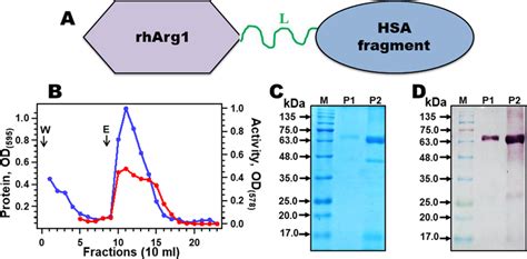 Panel A Is Cartoon Of Fused Human Arginase 1 Used In This Study Panel