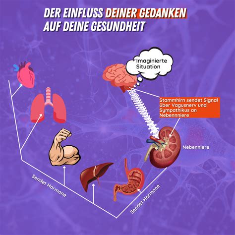 Polyvagaltheorie Umfangreich Erklärt