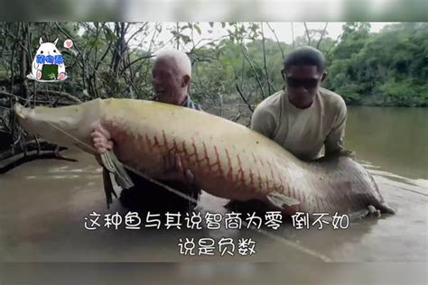 世界上最“笨”的鱼，很喜欢凑热闹，渔民看见都是一棒敲晕带走