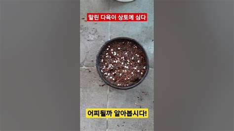 말린 다육이심기 Youtube