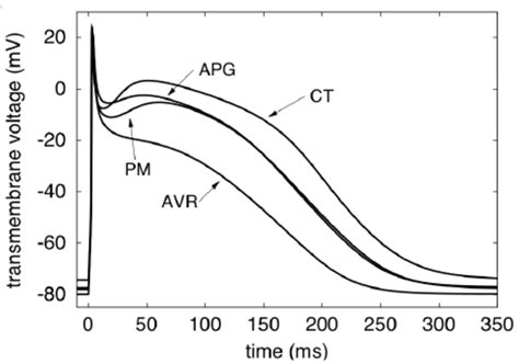 Time Course Of The Transmembrane Voltage Of Different Tissue Types In