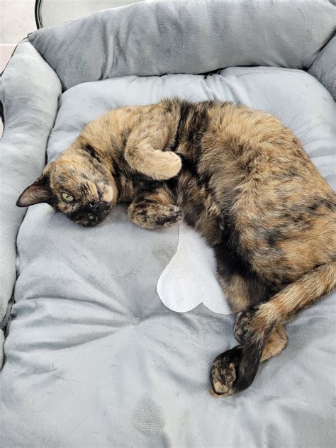 고양이 침대 사줌 농구 에펨코리아