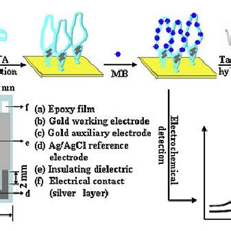 Schematic Diagrams Of Multi Electrode Array And Representation Of Download Scientific Diagram