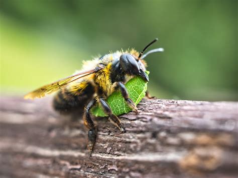 Types Of Bees In Maryland Guide The Gardening Dad
