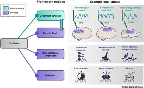 Processes And Measurements A Framework For Understanding Neural