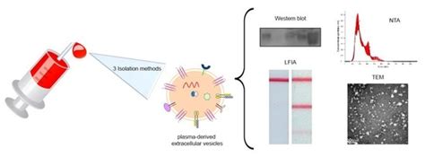 Bioengineering Special Issue Extracellular Vesicles From Biology