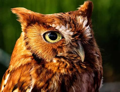 12 Different Types Of Owls With Pictures And Facts
