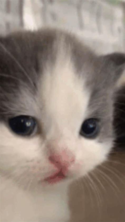 Cant Find The Source Of This Cat Help Please R Helpmefind