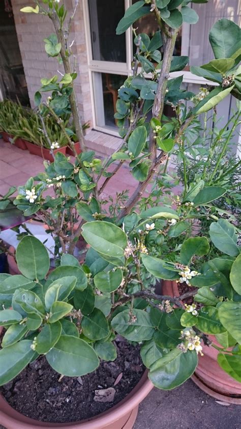 Forum Dwarf Lime Trees