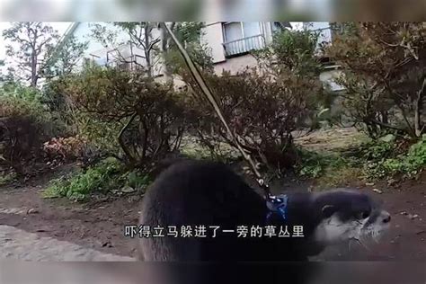水獭看饲养员太辛苦拿起石头给饲养员捶背简直萌翻了 水獭 石头
