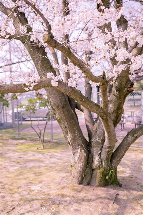 邂逅樱花祭，天海邮轮日本赏樱归来（佐世保，别府自由行赏樱攻略） 黄山区旅游攻略 游记 去哪儿攻略