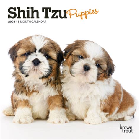 Shih Tzu Puppies 2023 Mini Wall Calendar Dogdays 2023 Calendar And