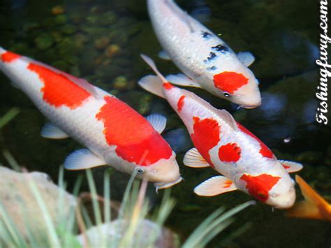World S All Amazing Things Pictures Images And Wallpapers Koi Fish