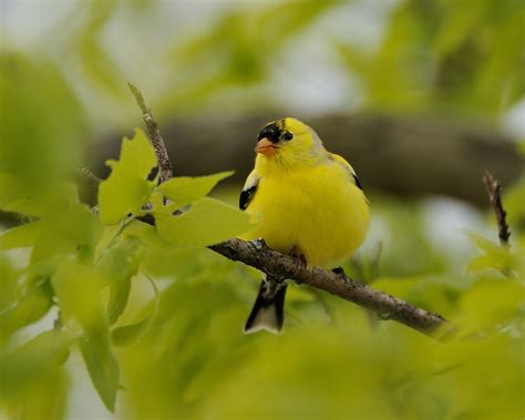 What Is Cop15 And Why Does It Matter For All Life On The Planet