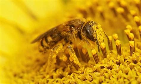 Fact Check Can Bee Pollen Cure Diabetes
