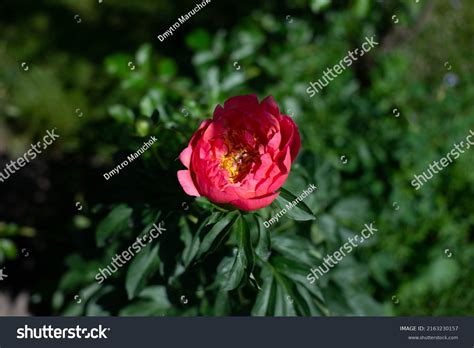 Red Tree Peony Garden Dark Green Stock Photo 2163230157 Shutterstock