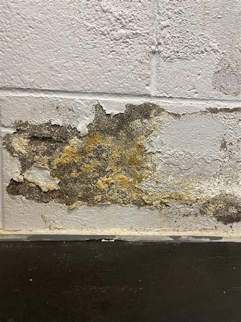 This Stuff Growing On The Cinderblock Walls At Work Appears