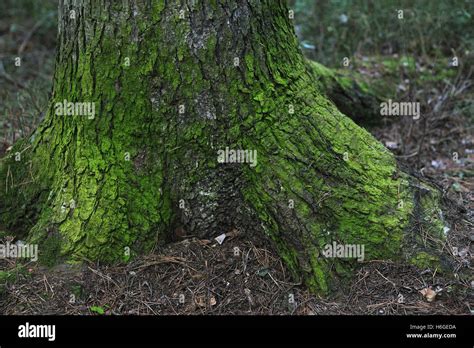 Old Overgrown With Moss Tree Bark In A Mysterious Forest Stock Photo
