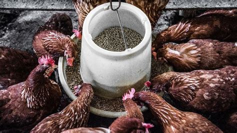 Whats Holding Back Tech Innovation And Adoption In The Poultry