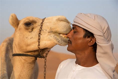 A Camel Biting A Mans Nose By Stocksy Contributor Diane