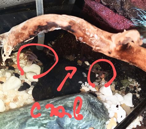 First Molt Crab Being Cute R Vampirecrabs