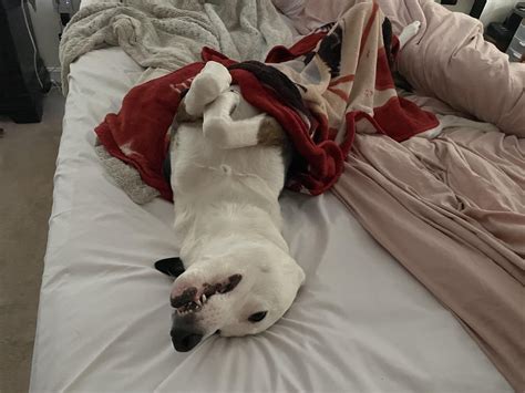 This Is How She Wakes Up Every Morning Rwhatswrongwithyourdog