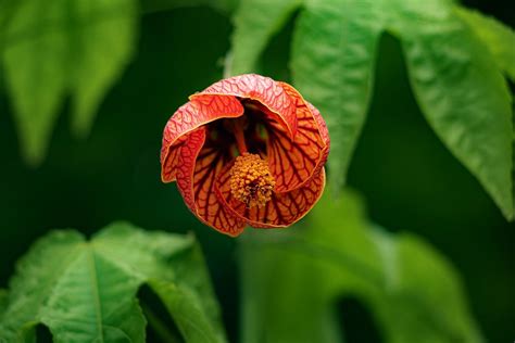 Flower Nature Bloom Free Photo On Pixabay Pixabay