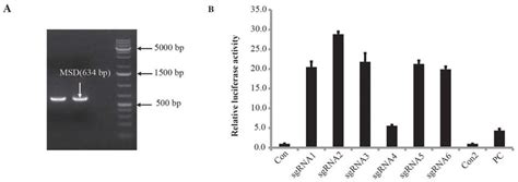 Construction Of The Cas9sgrna Plasmid And Activity Assay A The