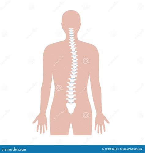 Scoliosis Flat Vector Illustration Stock Vector Illustration Of Flat
