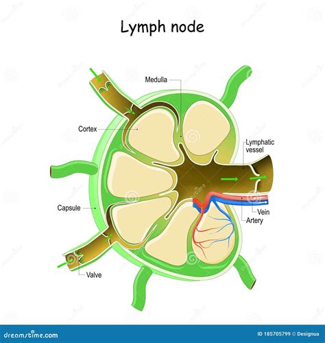 Lymph Cartoons Illustrations And Vector Stock Images 3817 Pictures To