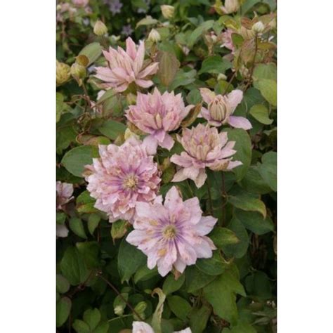 Clematis Pink Passion Királykert