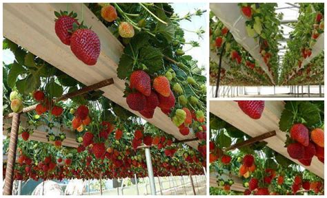 Rain Gutter Garden Strawberries Fasci Garden